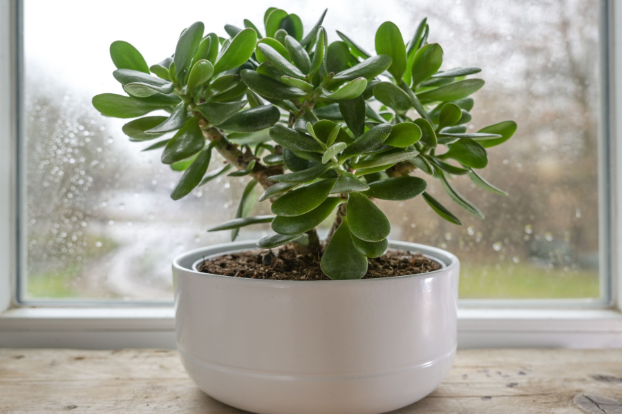 Growing Jade Plants - The Unique, Easy Care Houseplant