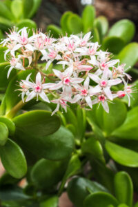 Growing Jade Plants - The Unique, Easy Care Houseplant