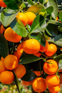 How To Grow Orange Trees In Containers - Great For All Climates!