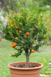 How To Grow Orange Trees In Containers - Great For All Climates!