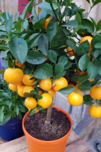 How To Grow Orange Trees In Containers - Great For All Climates!