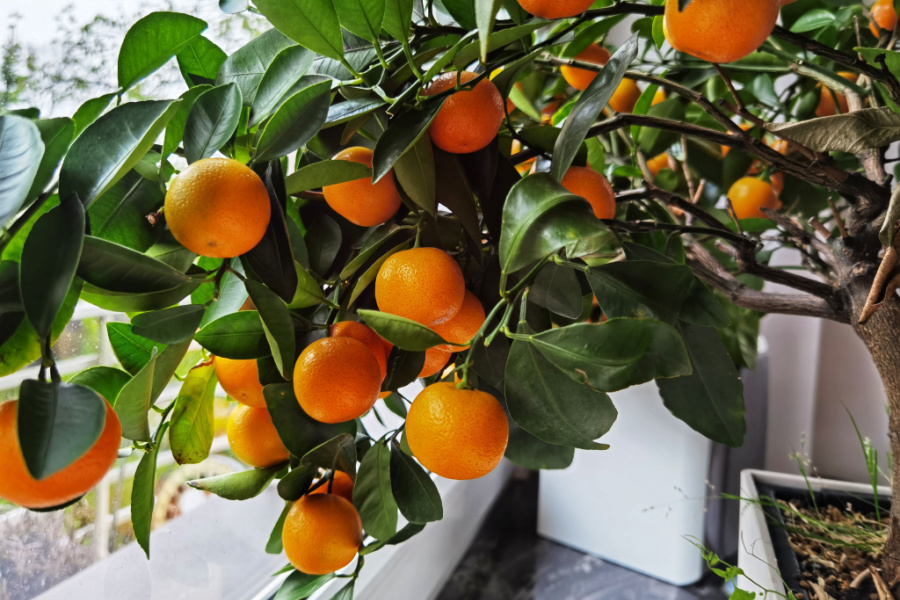 How To Grow Orange Trees In Containers - Great For All Climates!