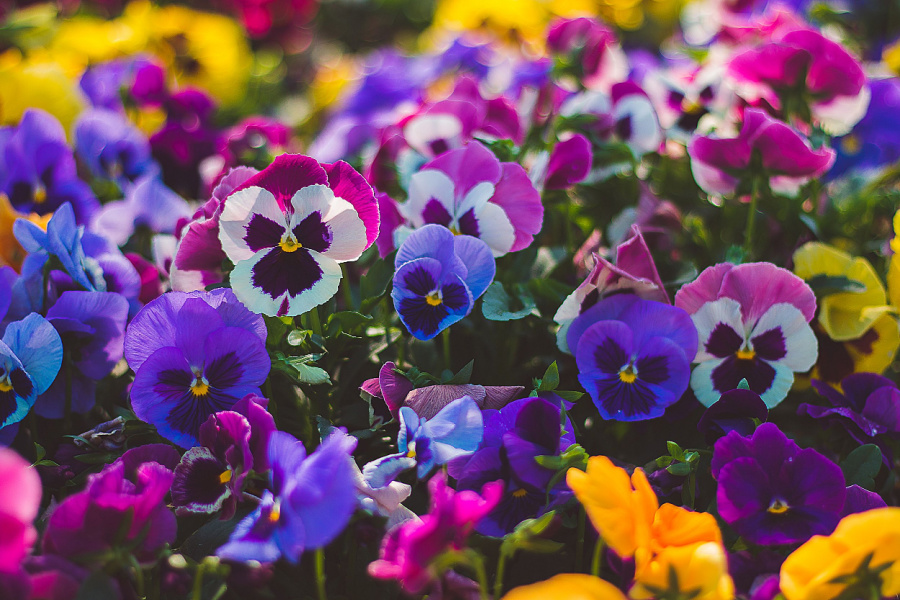 When To Plant Pansies - How To Grow Pansies Like A Pro!