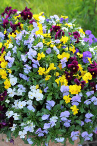 When To Plant Pansies - How To Grow Pansies Like A Pro!