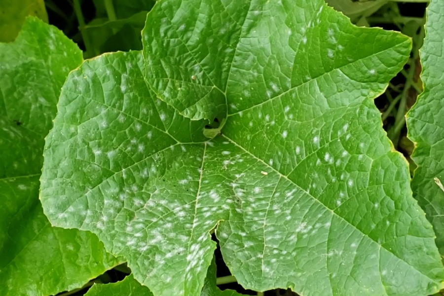 How To Avoid Powdery Mildew In The Spring - Keep Plants Safe!