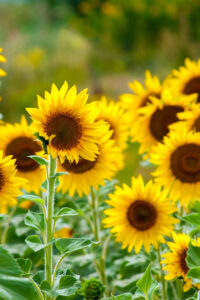 Three Unique Sunflowers To Grow That Are Sure To Turn Heads!