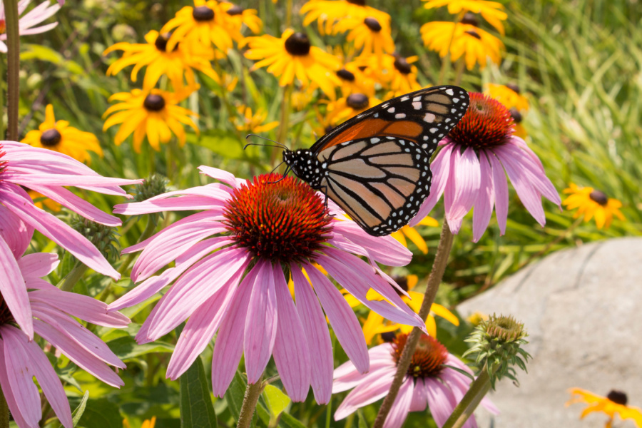 6 Gorgeous Plants To Grow To Attract Butterflies!