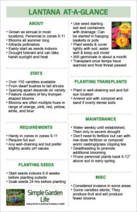 The Secrets To Growing Lantana - And Keep It Blooming Big!