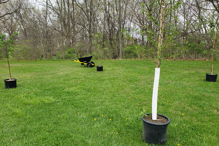 Planting Fruit Trees In The Spring - The Simple Secrets To Success