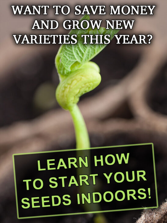 How To Water And Fertilize Ferns - Keep Your Ferns Beautiful! How To Water And Fertilize Ferns - Keep Your Ferns Beautiful!