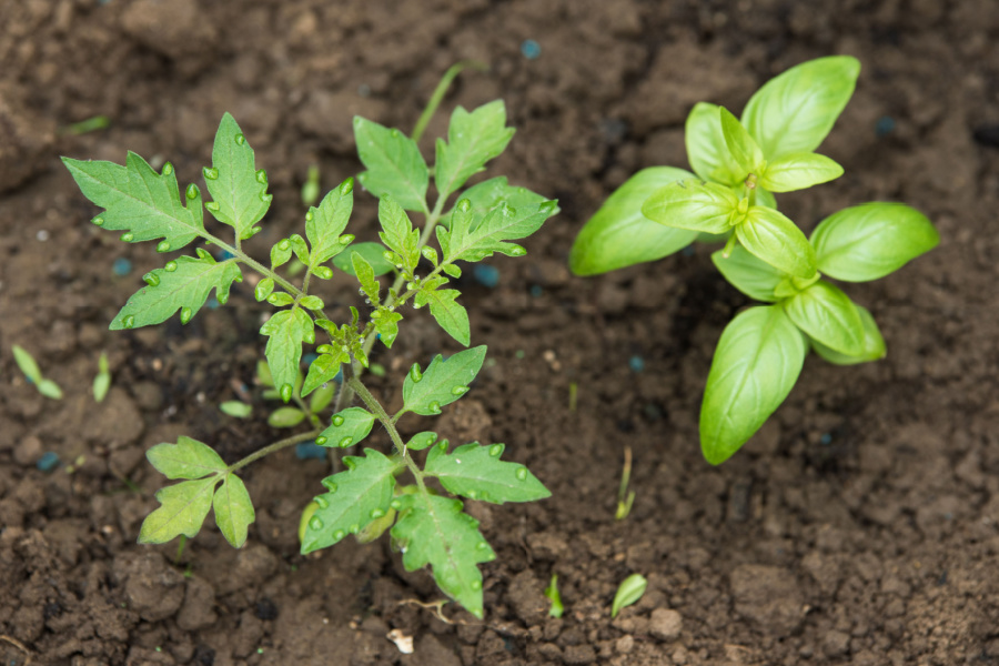 Planting Basil With Tomatoes - How Basil Makes Tomatoes Better!