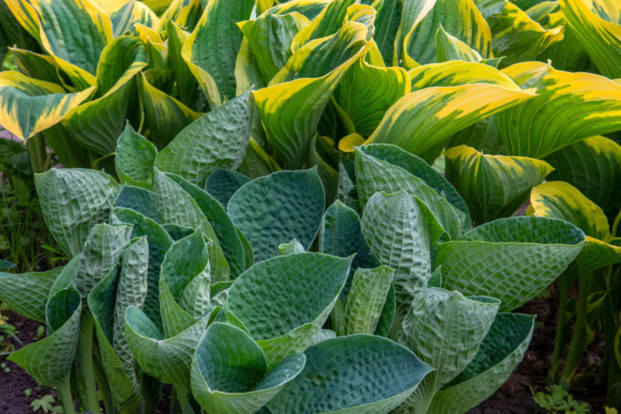 How To Divide Hostas In The Spring - Create New Plants For Free!