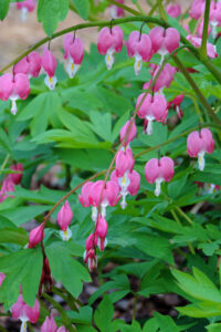 The Eye Catching Beauty Of Bleeding Heart - And How To Grow It!