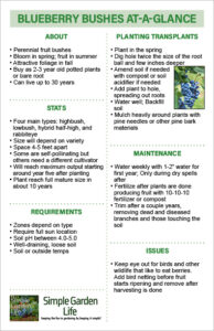 How To Plant Blueberry Bushes - Grow Incredible Blueberries!