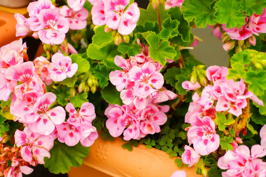 How To Bring Geraniums Back To Life - Rejuvenating Geraniums