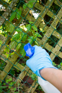 How To Get Rid Of Poison Ivy Plants - For Good!