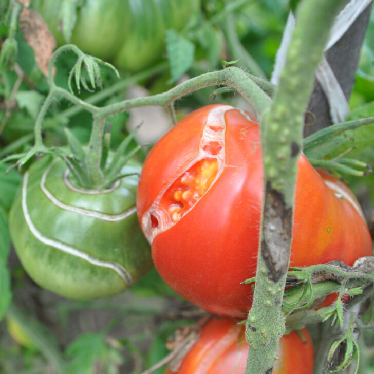 How To Keep Tomatoes From Splitting & Cracking As They Grow