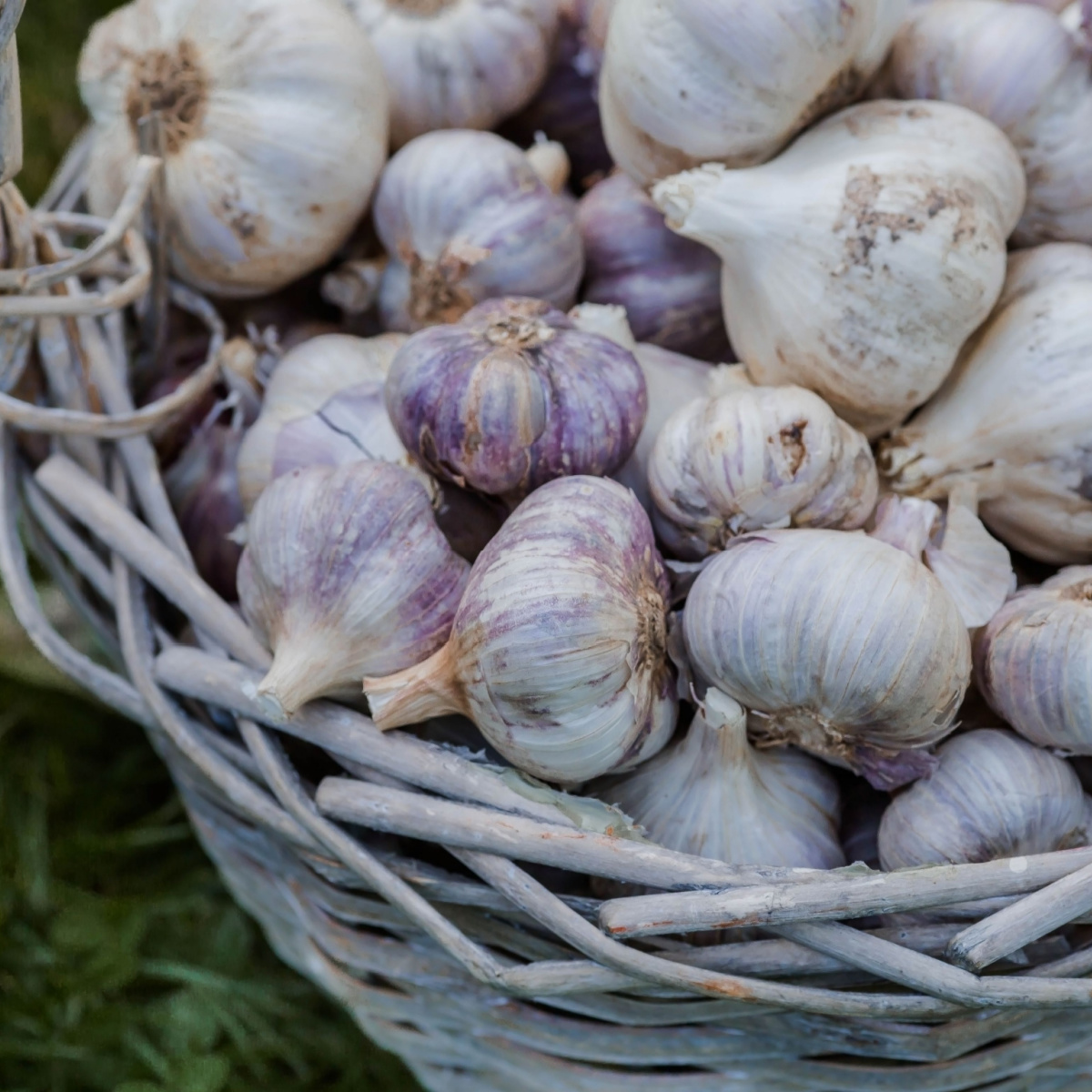How To Harvest And Cure Garlic In The Summer - With Ease!