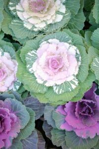 How to Grow Ornamental Cabbage! Create A Stunning Fall Display