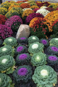 How to Grow Ornamental Cabbage! Create A Stunning Fall Display