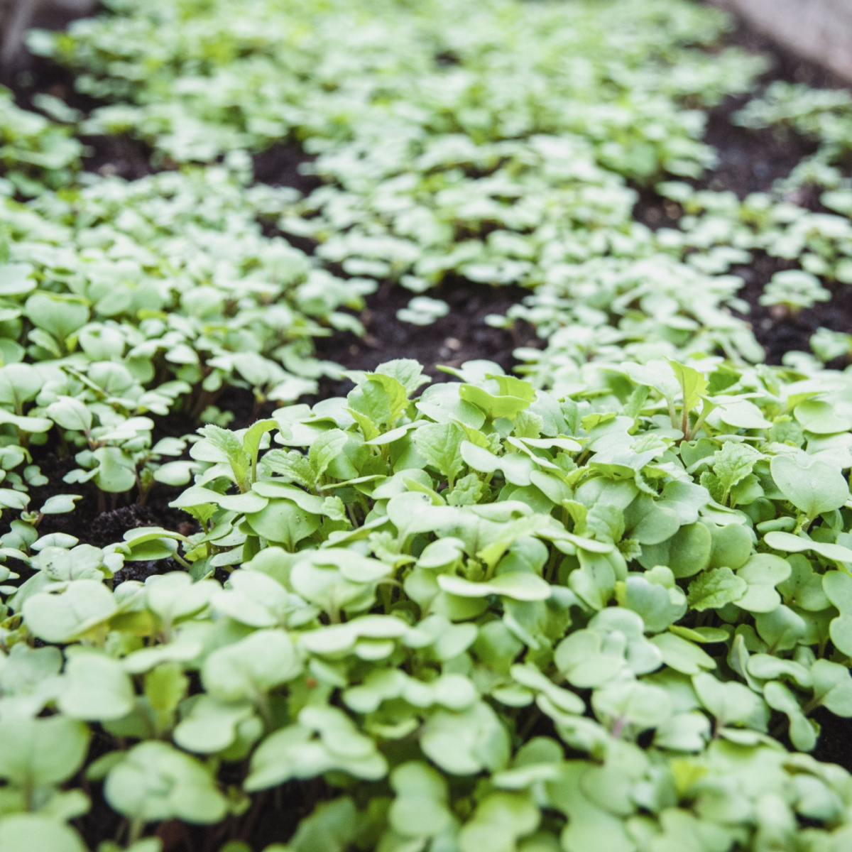 The Perfect No Till Cover Crop - How To Plant Mustard Seed!