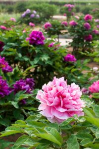 How To Divide Peonies In The Fall