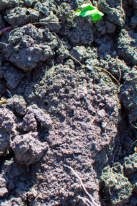 How To Plant A Fall Garden Cover Crop - Recharge Tired Soil!