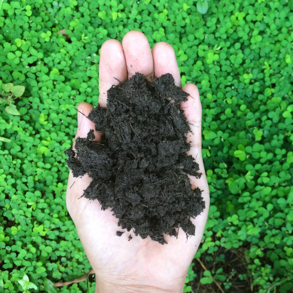 How To Plant A Fall Garden Cover Crop - Recharge Tired Soil!