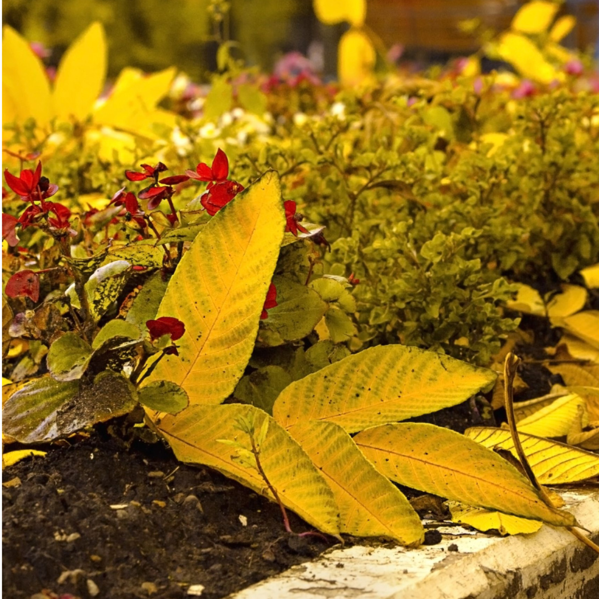 How To Clean Out & Mulch Fall Flowerbeds! Stop Weeds For Good How To Clean Out & Mulch Fall Flowerbeds! Stop Weeds For Good