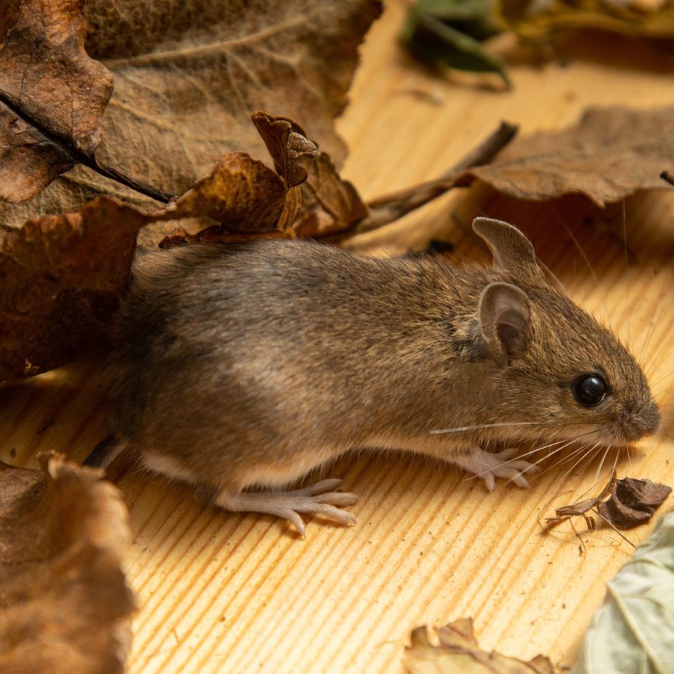 How To Stop Mice From Getting In Your Garage & Shed This Fall!