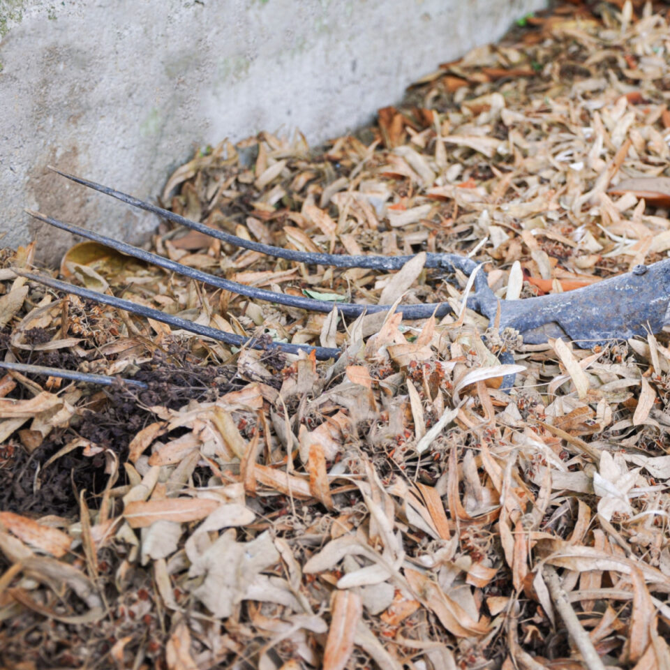 How To Make Leaf Mold - And Use It To Create Amazing Soil!