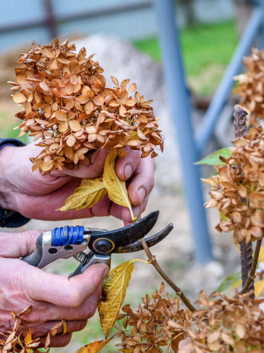 Planting Allium Bulbs In The Fall - Grow Big, Unique Spring Color!