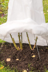 Fall Rose Bush Care - What To Do With Roses Before Winter