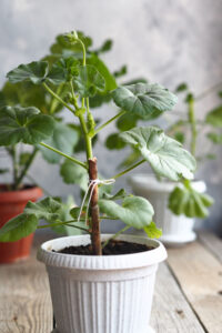 2 Easy Ways To Save Geraniums Over The Winter!