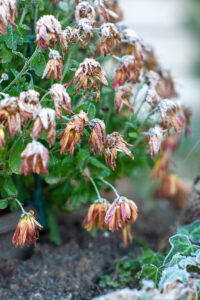 How To Save Potted Mums - The Secrets To Storing Mums Indoors