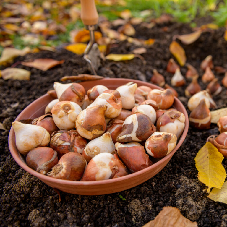 The 4 Best Bulbs To Plant In The Fall - And When To Plant Them!