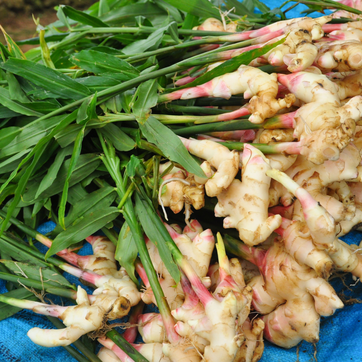 Growing Ginger Root Plants