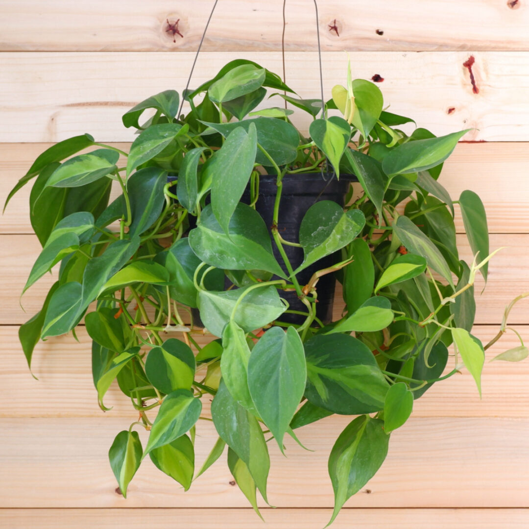 How To Grow Philodendrons - The Easy Care Houseplant For All!
