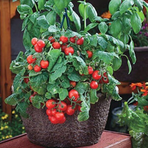 How To Grow Tomatoes Indoors In The Winter!