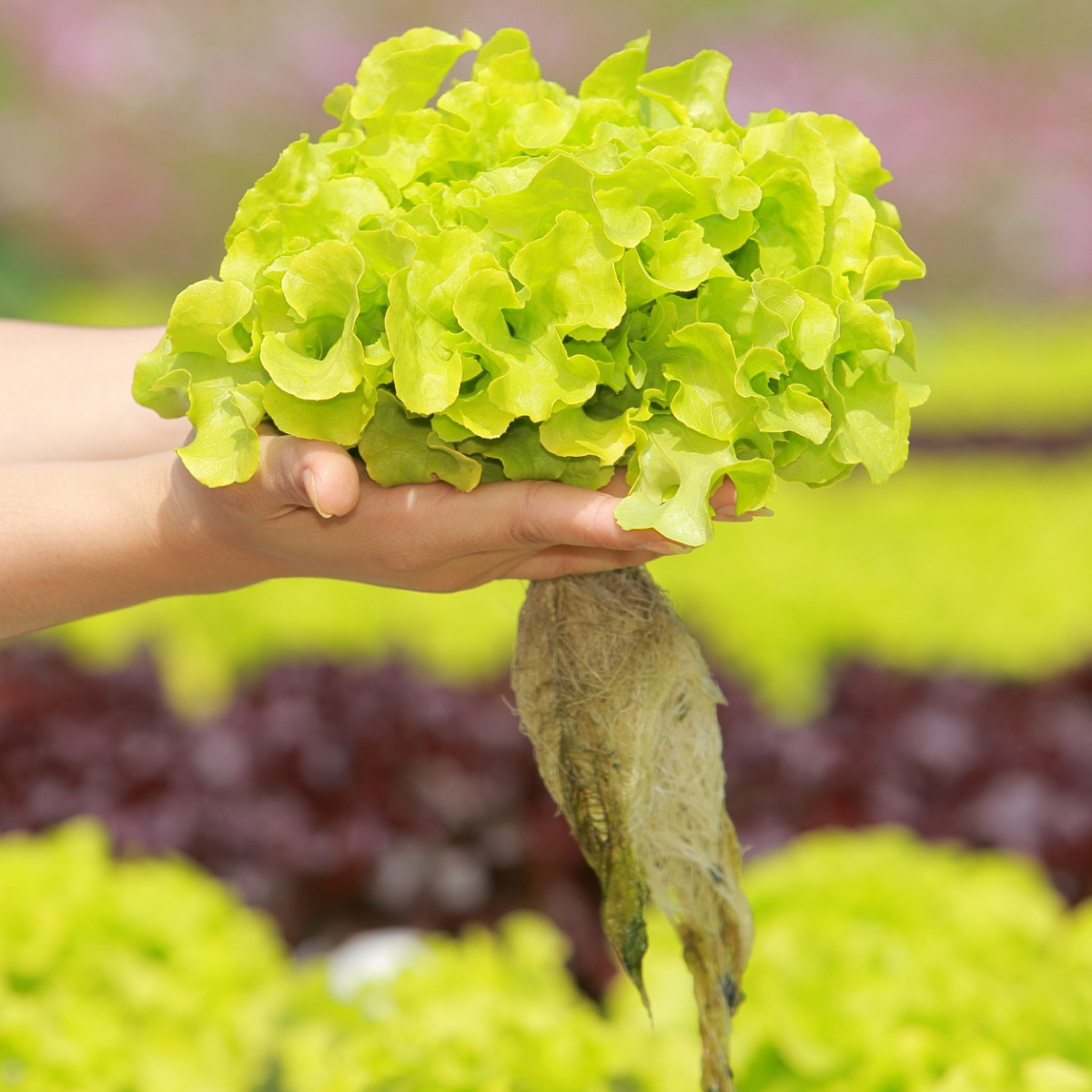 How To Grow Lettuce Indoors Using A Hydroponic Kit - All Winter!