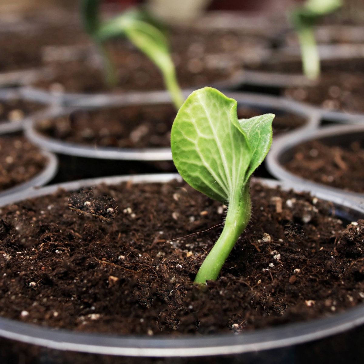 How To Make Seed Starting Soil - With 5 Simple Ingredients!