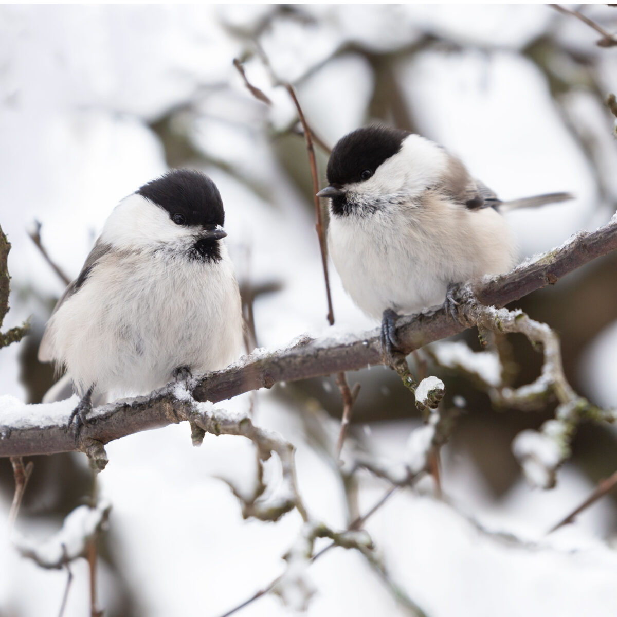 Feeding Chickadees In The Winter - Help Chickadees Stay Healthy