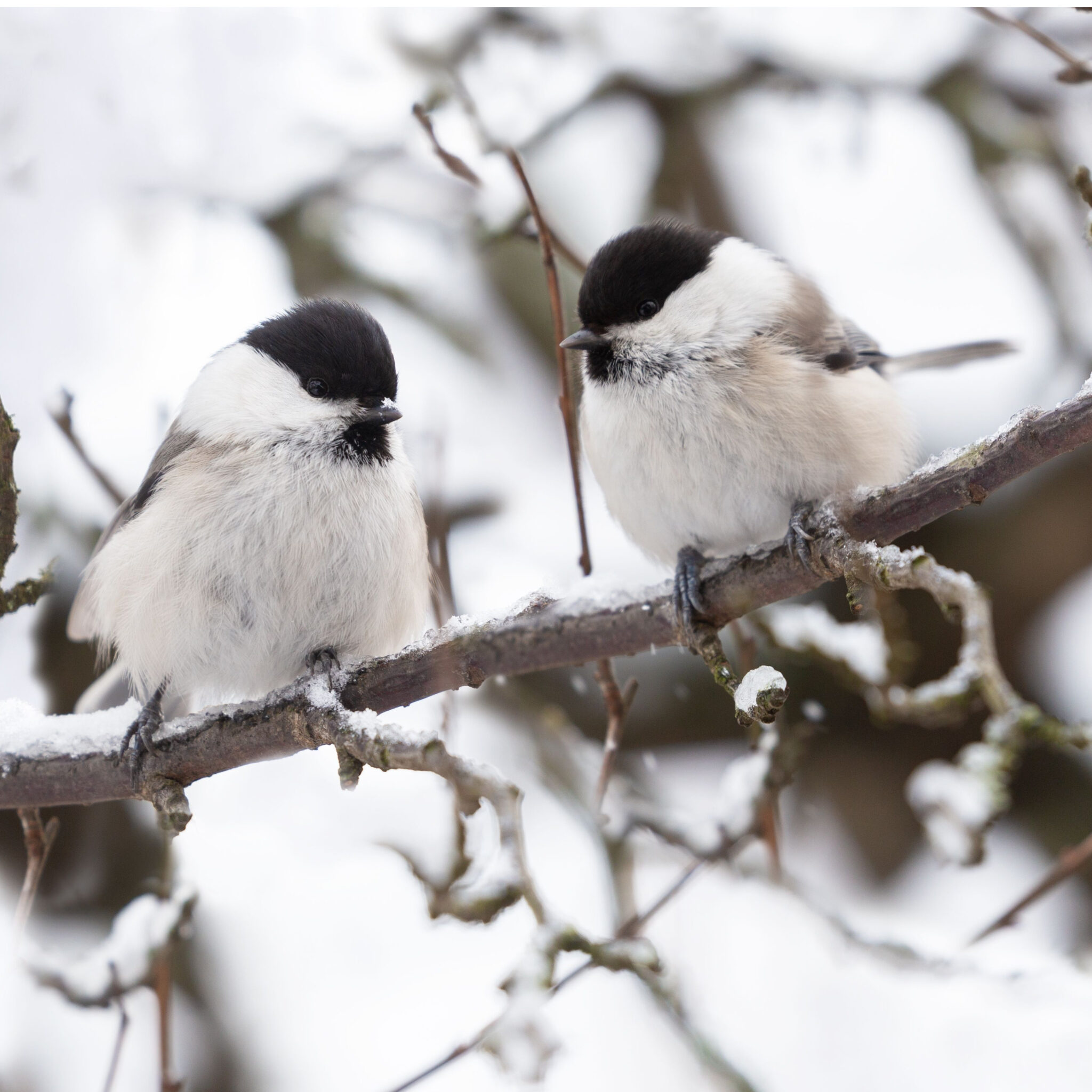 Feeding Chickadees In The Winter - Help Chickadees Stay Healthy