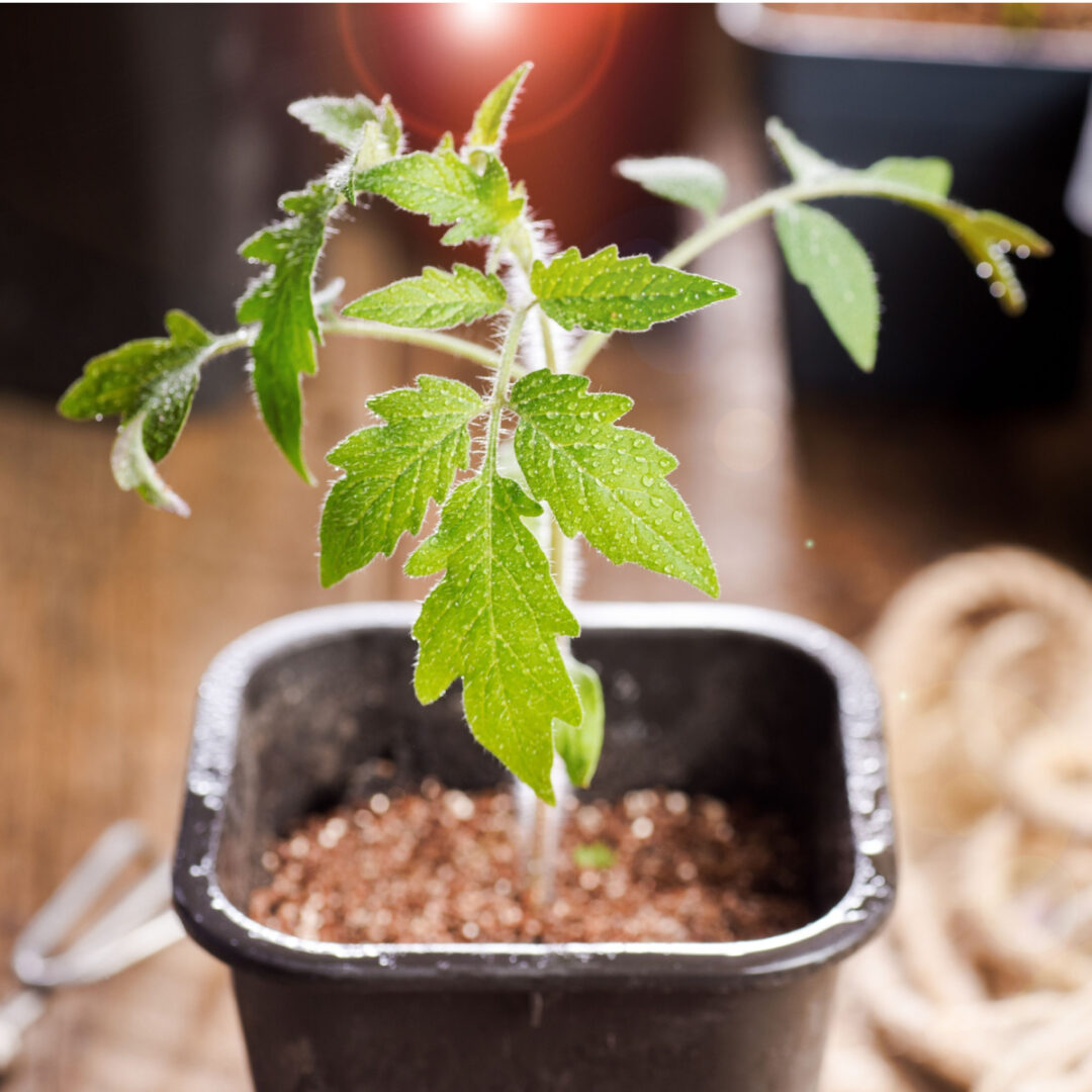 Starting Tomato Plants Indoors - How To Grow Great Transplants!