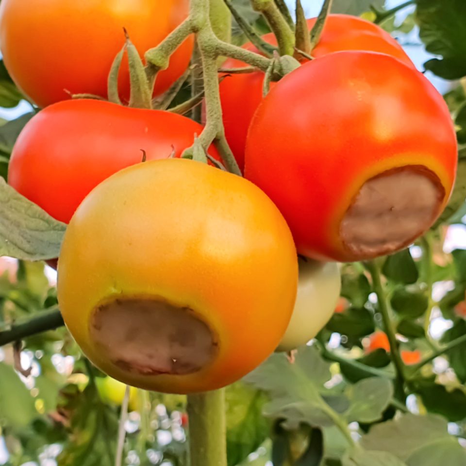 How To Prevent Blossom End Rot On Tomatoes - 2 Easy Ways!