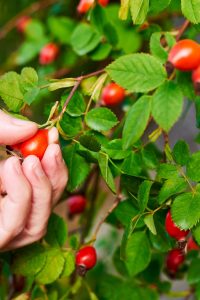 Pruning Rose Bushes In Winter - How To Get More Blooms!