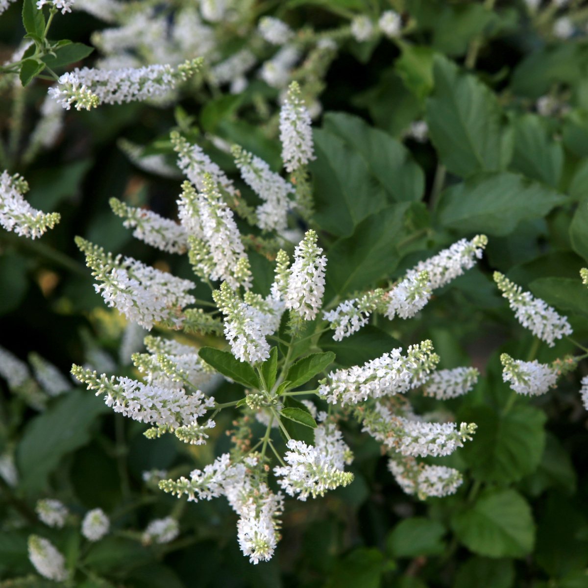 The Best Deer Resistant Bushes - 5 Bushes Deer Will Leave Alone!