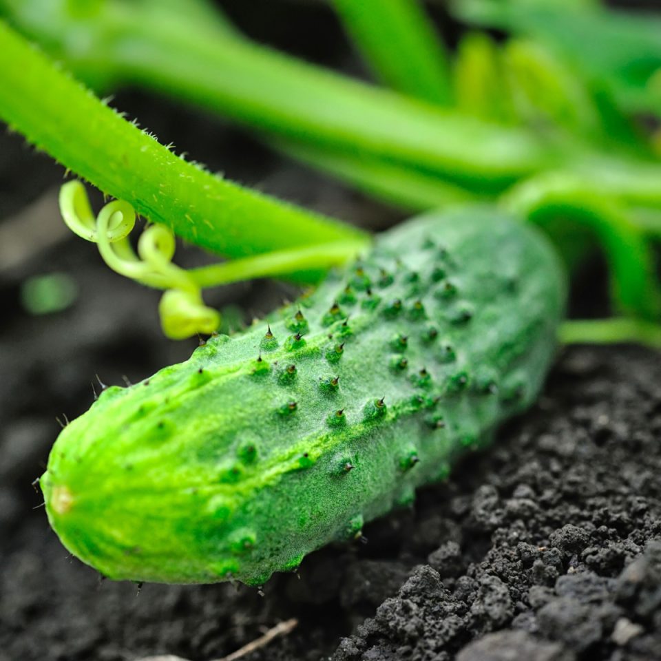 How To Plant Cucumbers Right - 4 Tips To Grow Great Cucumbers!