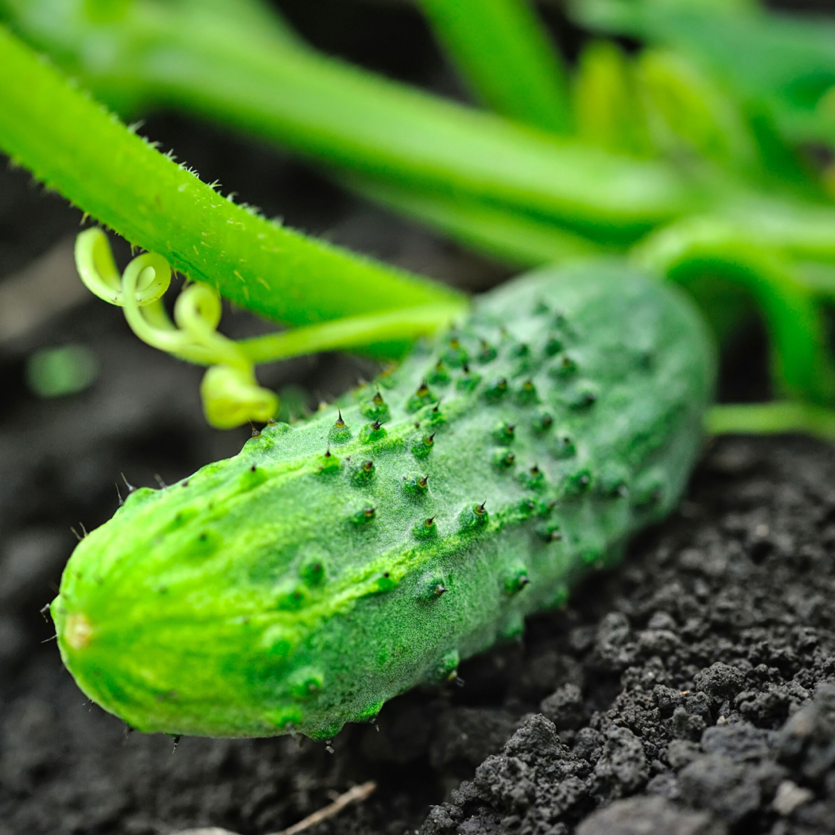 How To Plant Cucumbers Right - 4 Tips To Grow Great Cucumbers!
