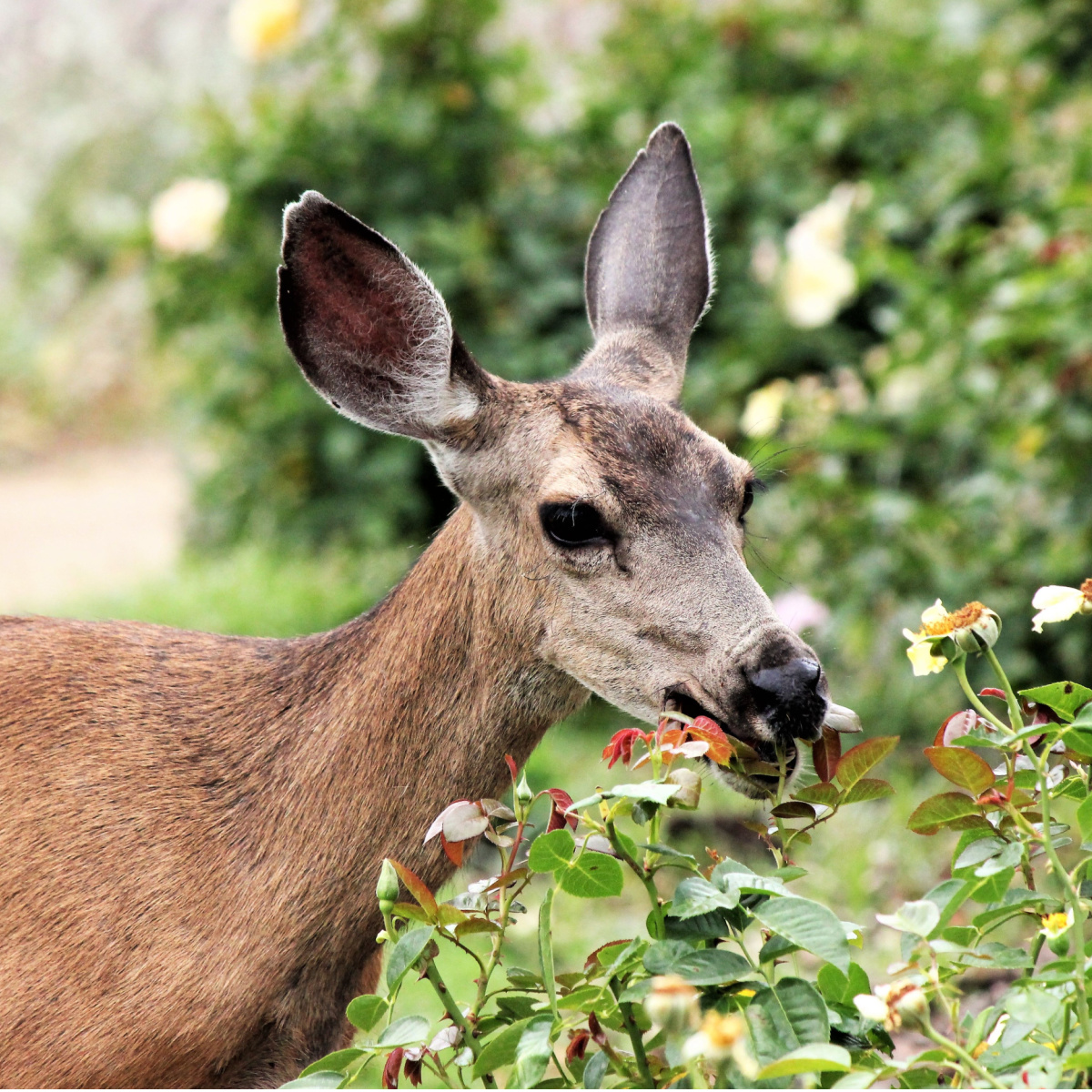 The Best Deer Resistant Bushes - 5 Bushes Deer Will Leave Alone!